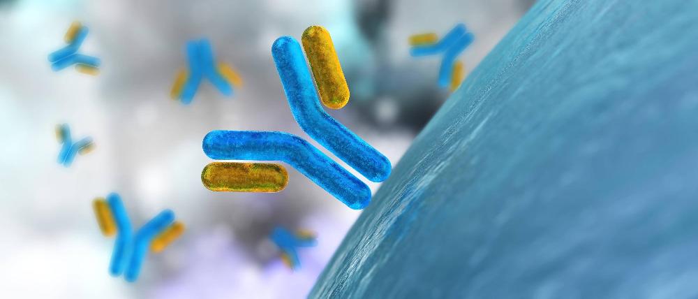 Custom Polyclonal Antibody Development Service