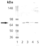 Anti-cGKI/PRKG1 Antibody Picoband™| Bosterbio