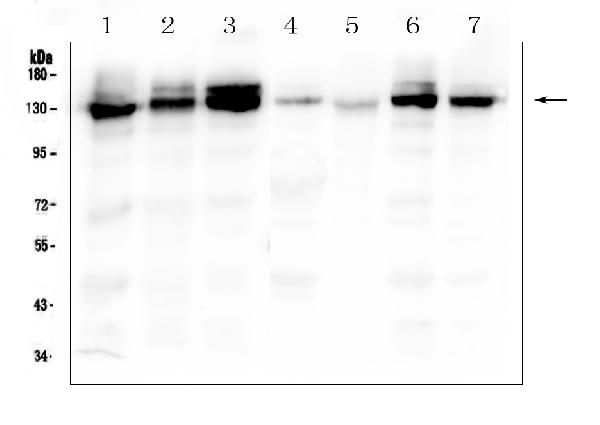 Integrin alpha 3/ITGA3 Antibody