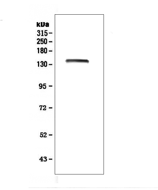 Anti-LRIG1 Antibody Picoband™ | Bosterbio