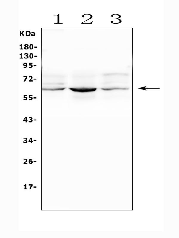 Anti-SMOX Antibody Picoband™ | Bosterbio
