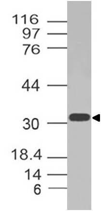 GPR35/G-protein coupled receptor 35 Antibody