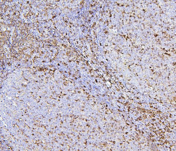 Anti-CD43/SPN Antibody Picoband™ (monoclonal, 4I3)