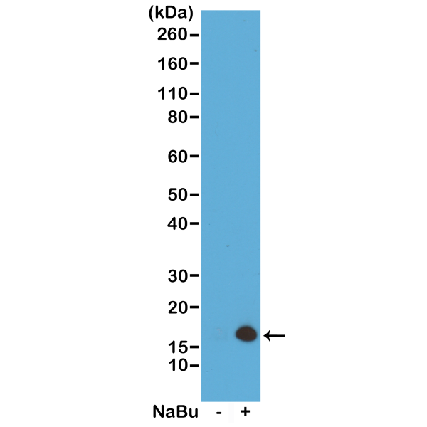 Alpha-2B adrenergic receptor ADRA2B Antibody