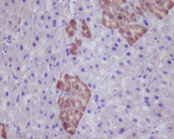 GFP Rabbit Monoclonal Antibody M30939-2