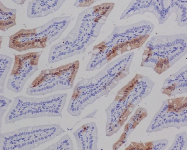 GFP Rabbit Monoclonal Antibody M30939