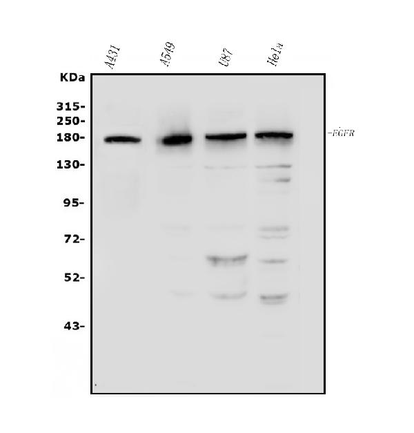 EGFR Antibody A00023-5