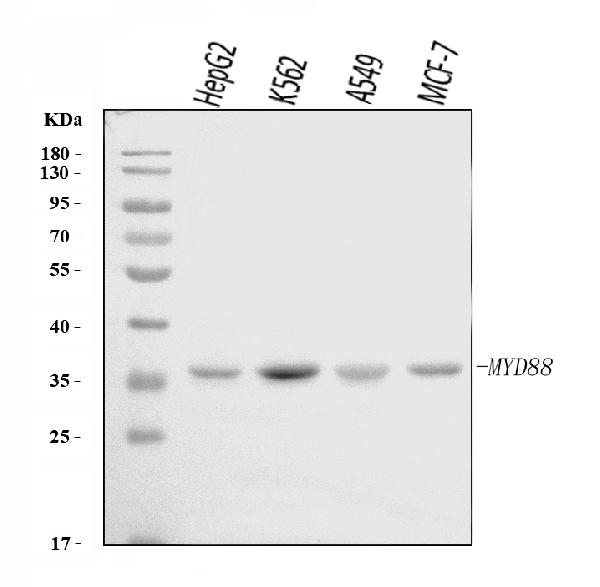 MYD88 Antibody