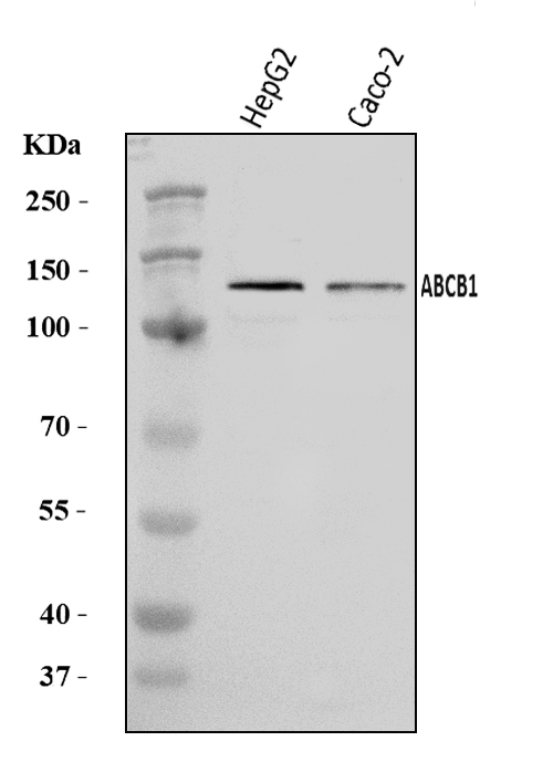 P Glycoprotein/ABCB1 Antibody