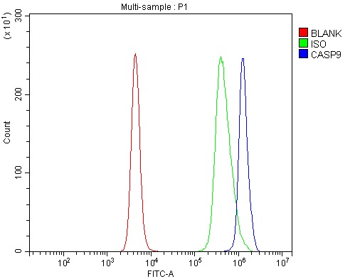 Caspase-9/Casp9 Antibody