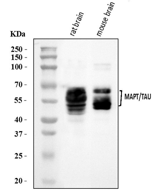 Tau/MAPT Antibody