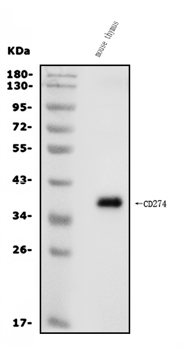 CD274 Antibodies & ELISA Kits, PD-L1 Proteins