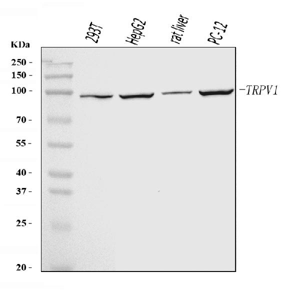 TRPV1 Antibody
