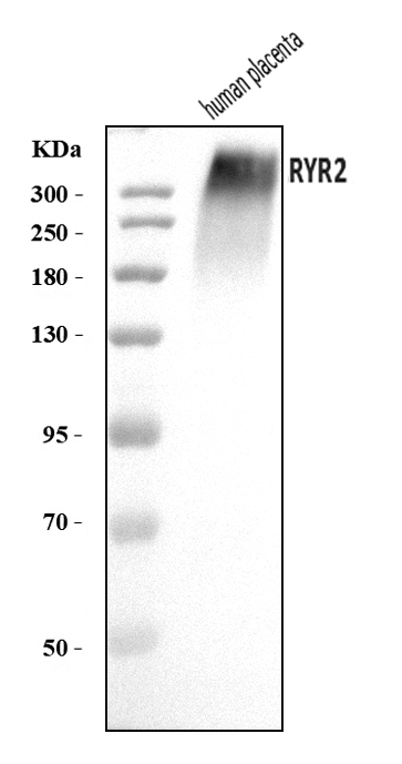 RYR2 Antibody