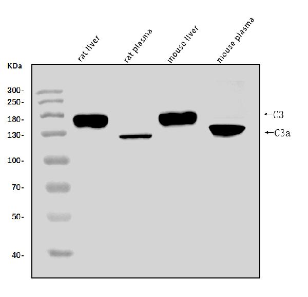 Anti-Complement C3 C3 Antibody
