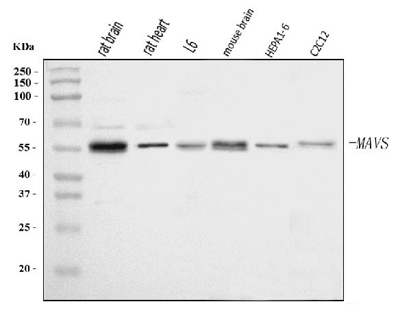 Mavs Antibody