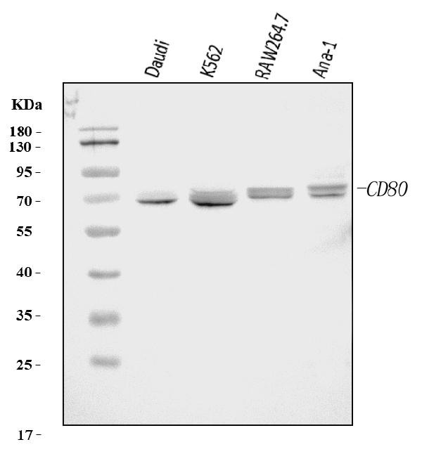 Cd80 Antibody