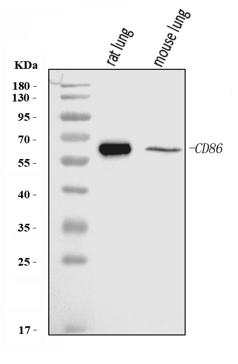 CD86 Antibodies | AntibodyResource.com