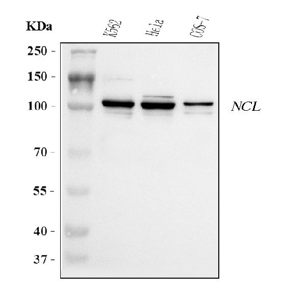 Nucleolin/NCL Antibody