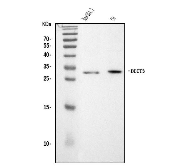 Anti-Ddit3 Antibody Picoband™| Bosterbio
