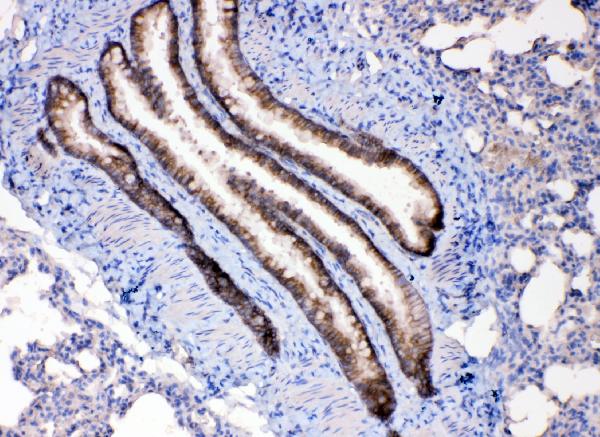 Leptin Receptor/LEPR Antibody A00350