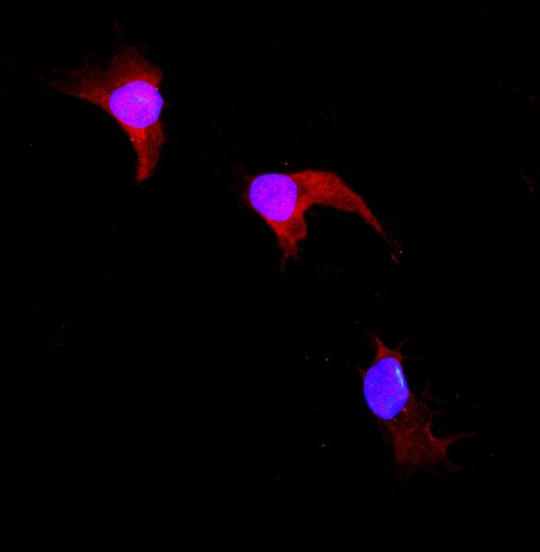 GST3/GST pi/Gstp1 Antibody A00394-1