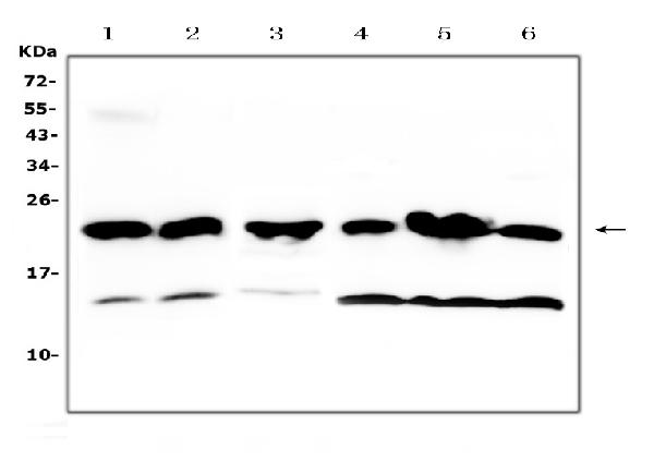 GST3/GST pi/Gstp1 Antibody A00394