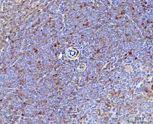 IL-17A/Il17a Antibody