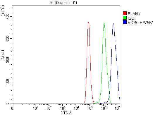 ROR gamma/RORC Antibody