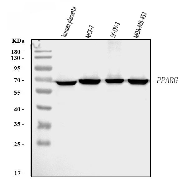 PPAR gamma/PPARG Antibody