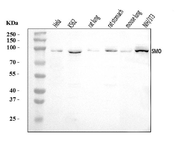 Smoothened/SMO Antibody