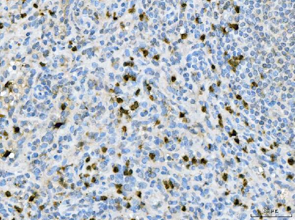 Anti-CXCR2 Antibody Picoband™| Bosterbio