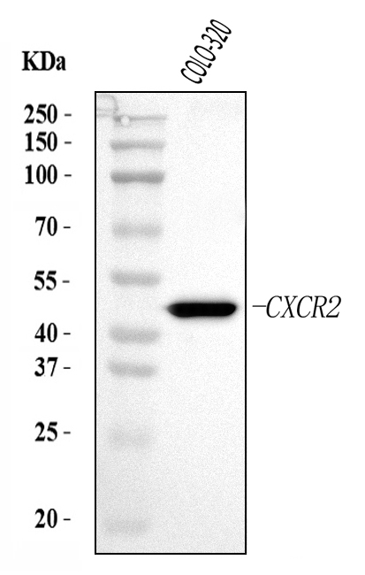 CXCR2 Antibody