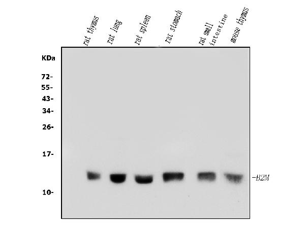 beta 2 Microglobulin/B2m Antibody A00456-2