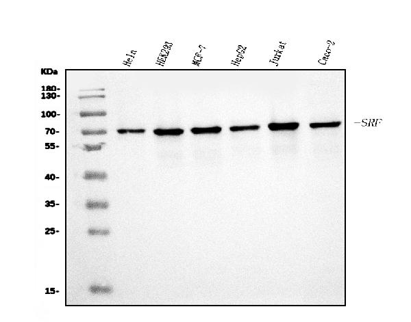 Serum Response Factor/SRF Antibody