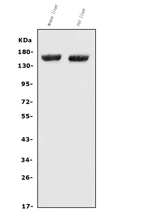 Factor H/Cfh Antibody