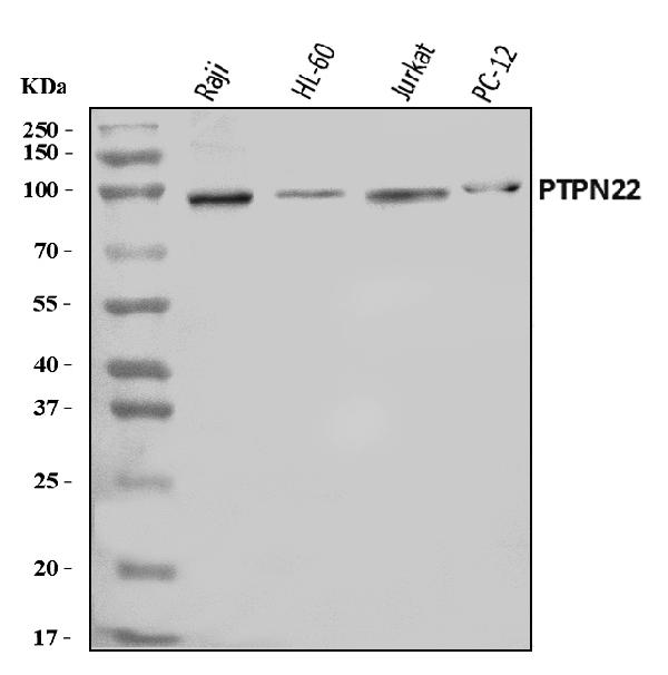 PTPN22 Antibody