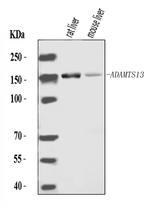 ADAMTS13 Antibody