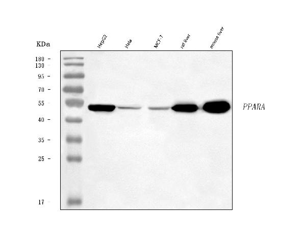 PPAR alpha/PPARA Antibody