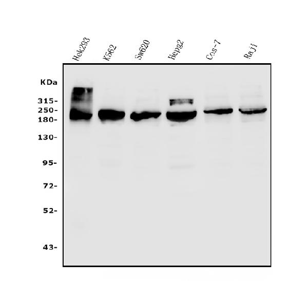 Anti-TET1 Antibody Picoband™| Bosterbio