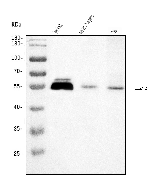 Anti-LEF1 Antibody Picoband™| Bosterbio