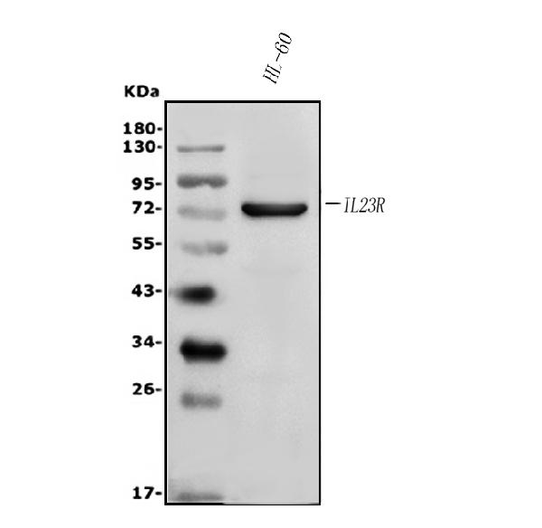 IL23 Receptor/Il23r Antibody