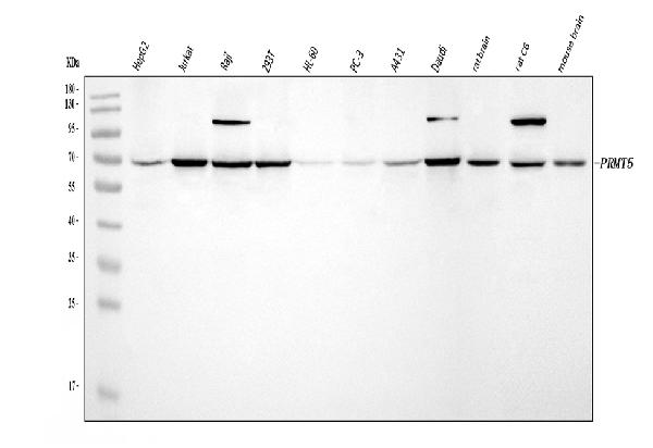 PRMT5 Antibody