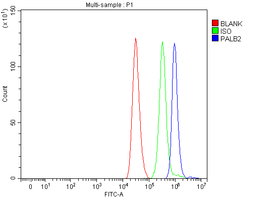 PALB2 Antibody