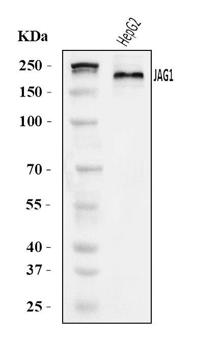 Jagged1/JAG1 Antibody