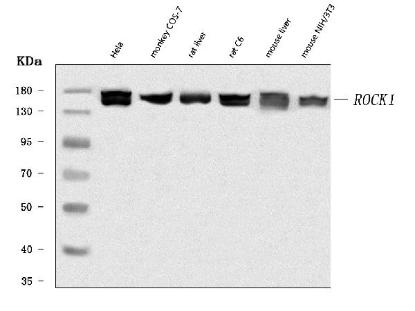 ROCK1 Antibody