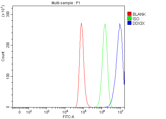 DDX3/DDX3X Antibody
