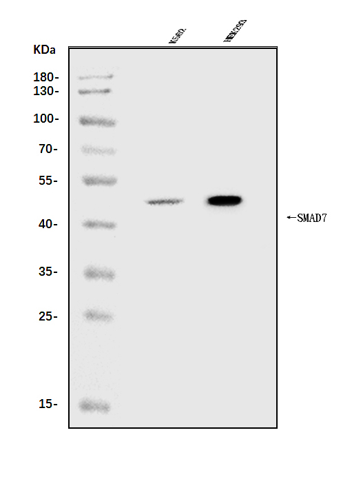 Anti-MADH7/SMAD7 Antibody Picoband™| Bosterbio