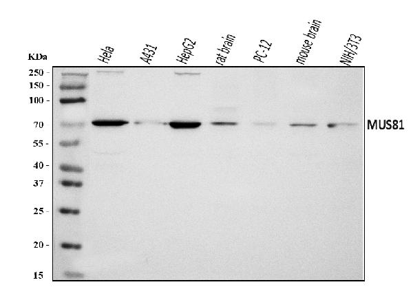 MUS81 Antibody