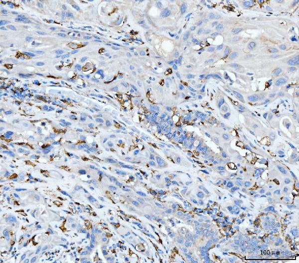 CD163 Antibody